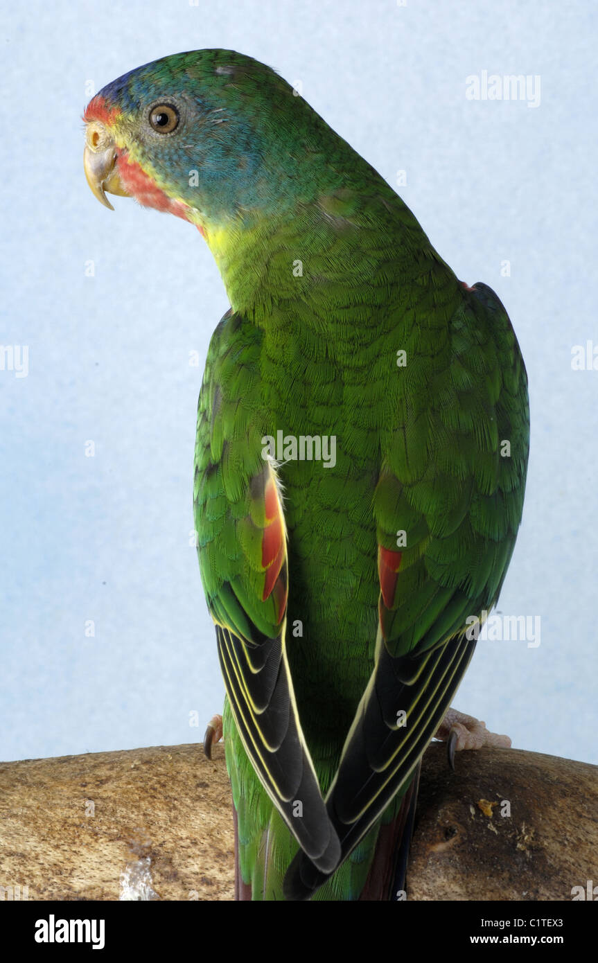 Swift parrots hi-res stock photography and images - Alamy