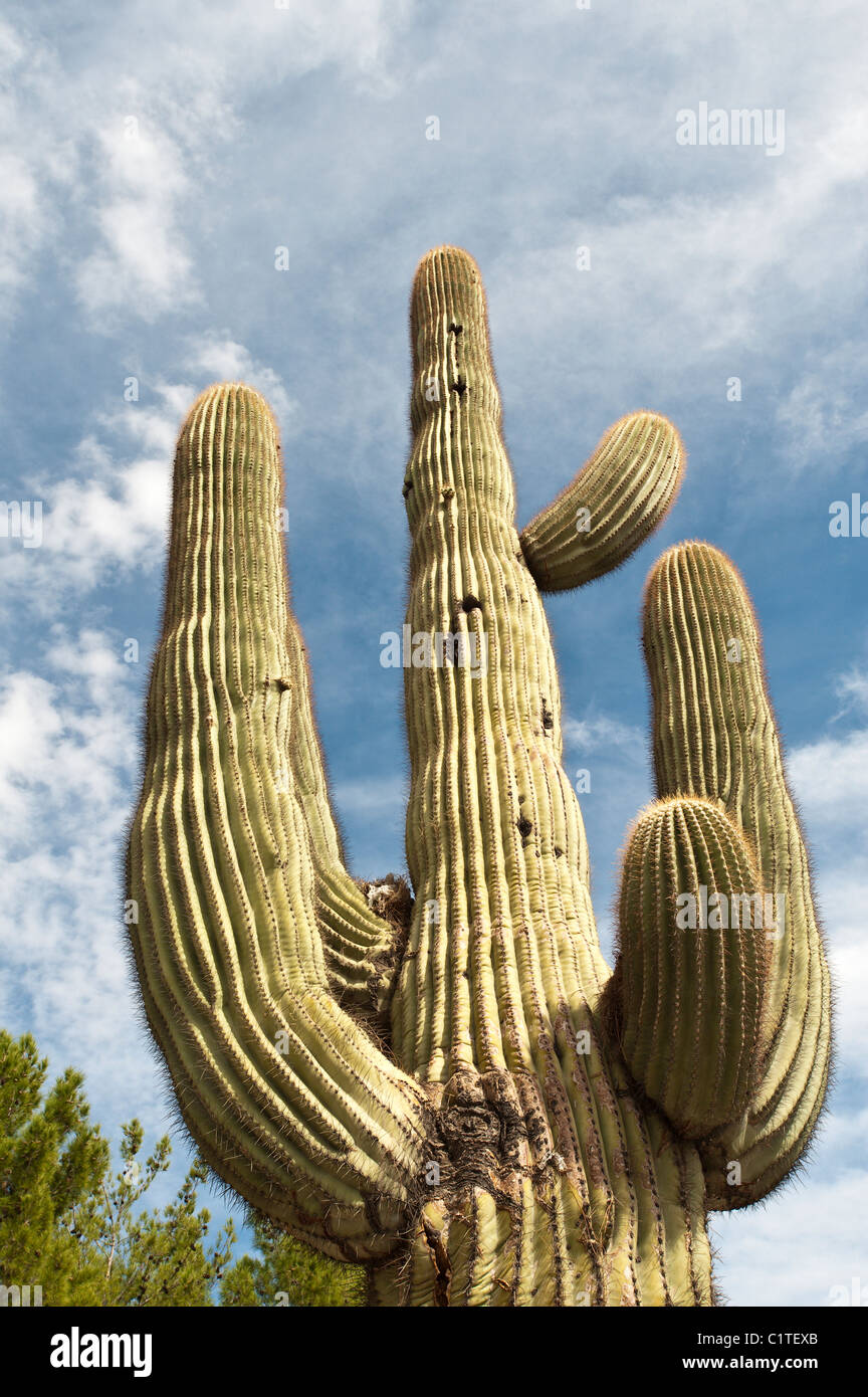 Desert botanical garden in phoenix hi-res stock photography and images ...