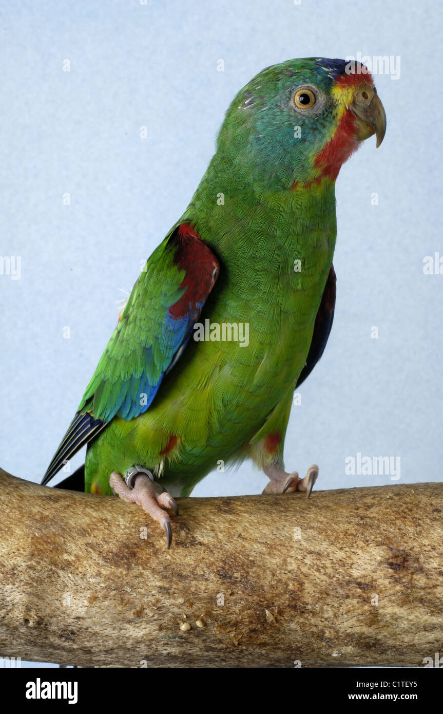 Swift parrots hi-res stock photography and images - Alamy