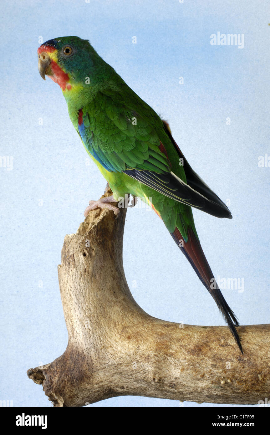 Swift parrots hi-res stock photography and images - Alamy