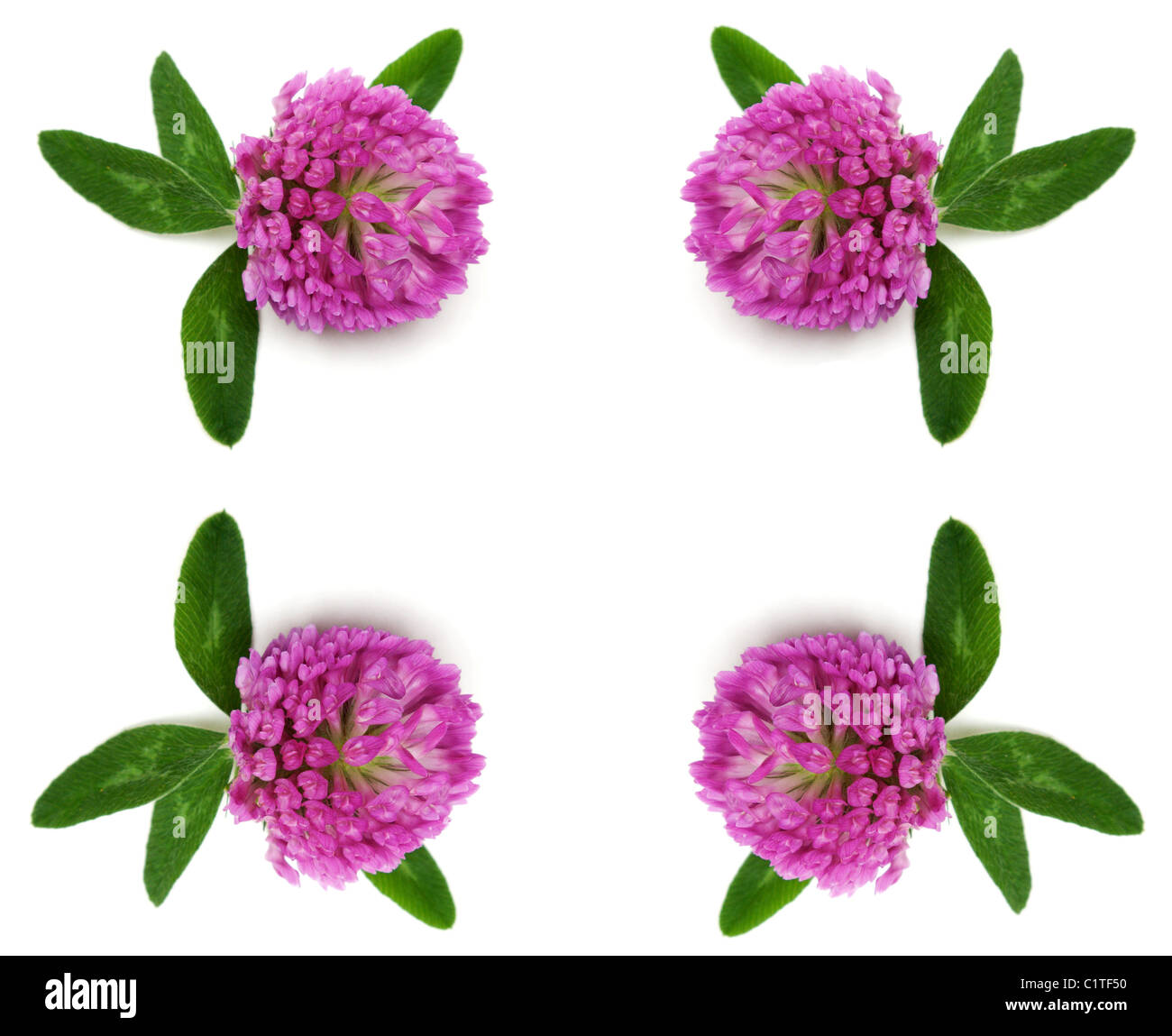Flowerses rose dutch clover on white background Stock Photo - Alamy
