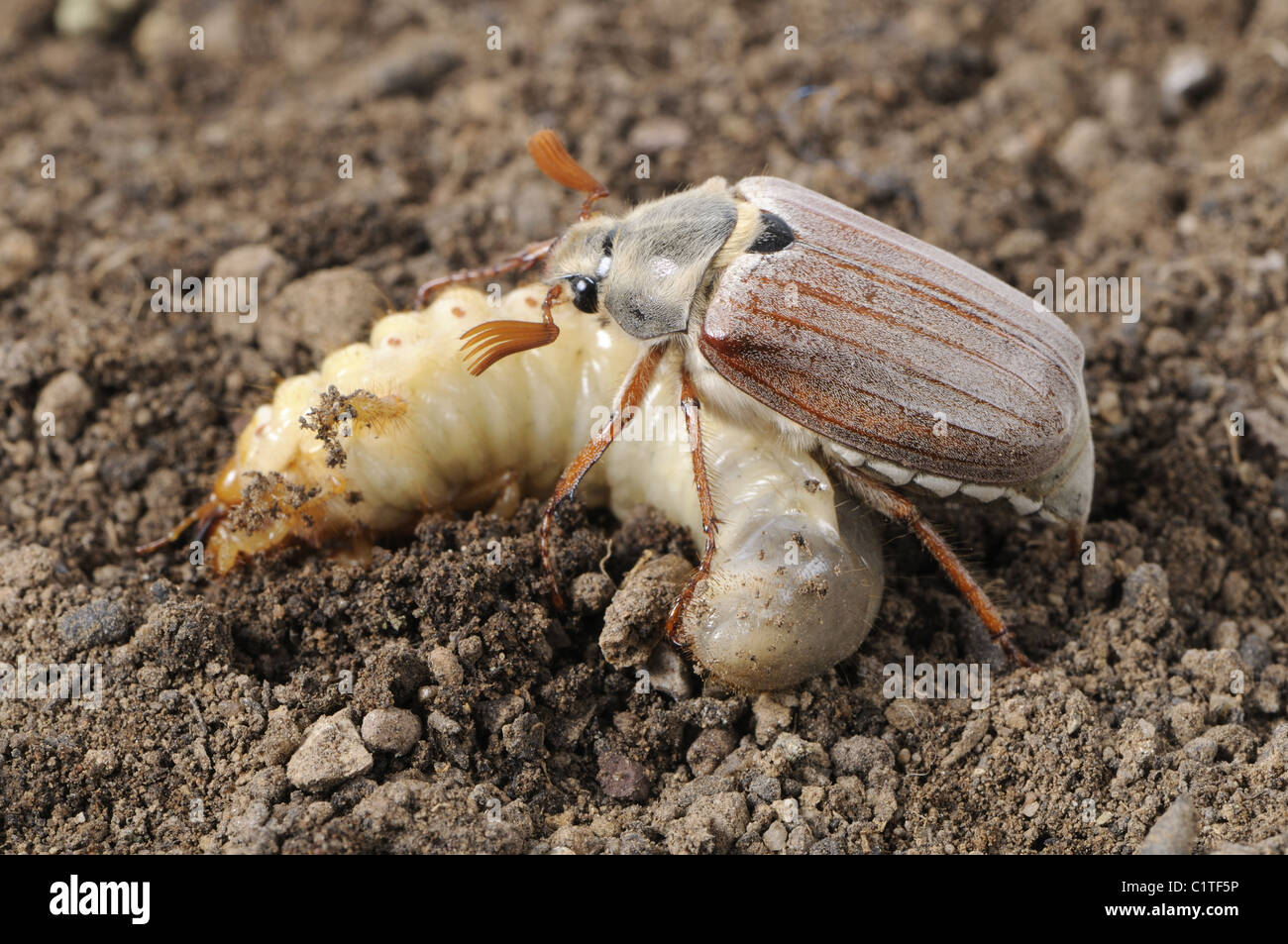 May beetle and grub Stock Photo - Alamy