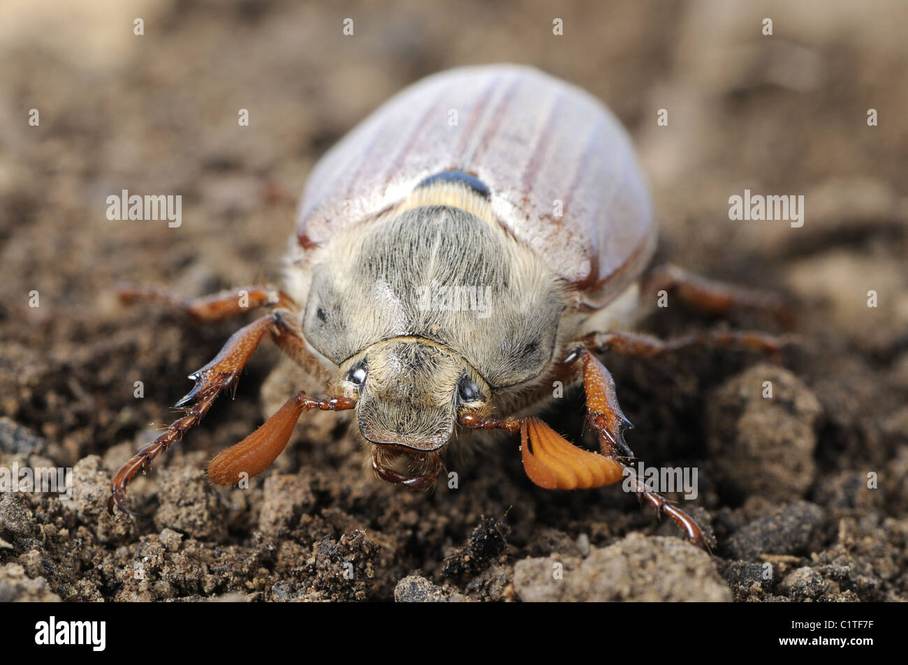 Maikaefer melolontha melolontha cockchafer or may bug hi-res stock ...