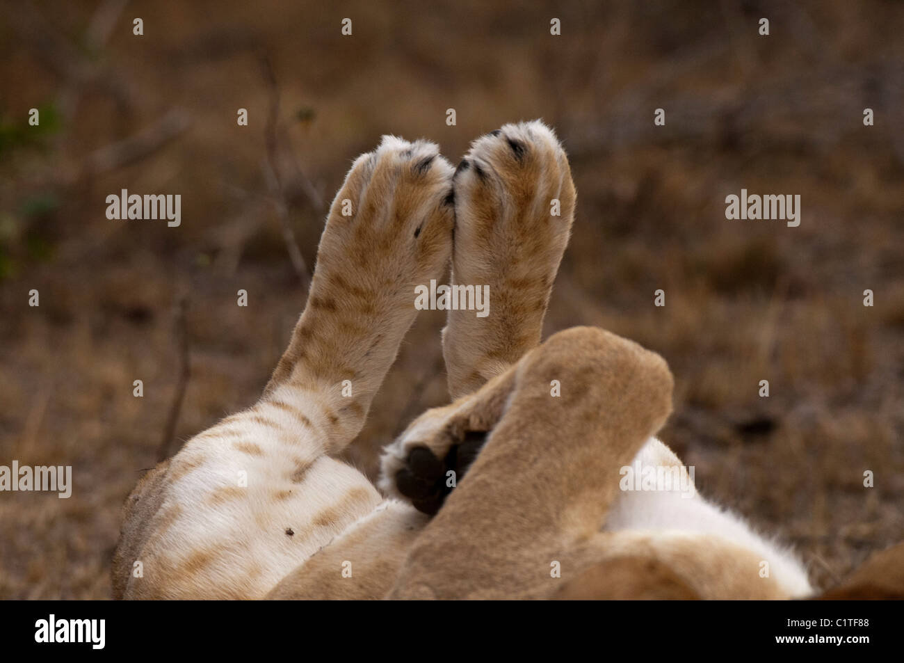 Lion at his feet hi-res stock photography and images - Alamy