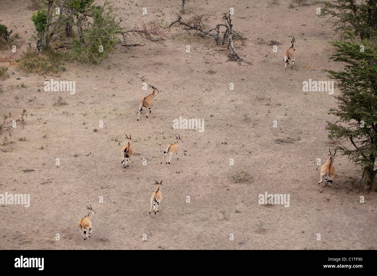 Eland Run High Resolution Stock Photography and Images - Alamy