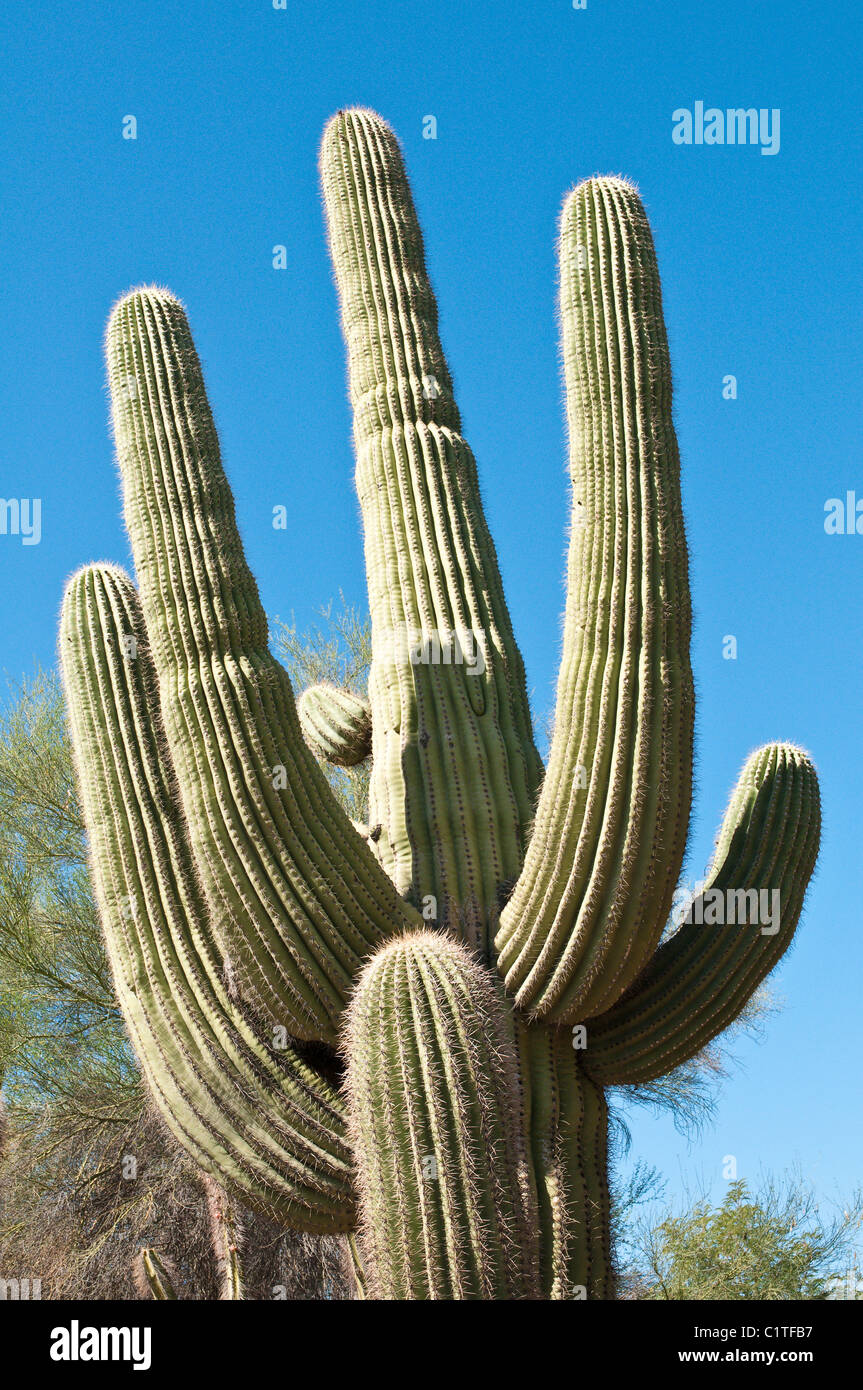 Phoenix, Arizona. Saguaro cactus in Desert Botanical Garden Stock Photo ...