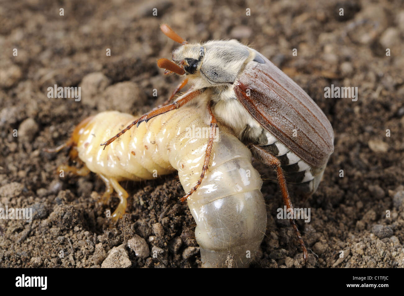 Grub insect hi-res stock photography and images - Alamy