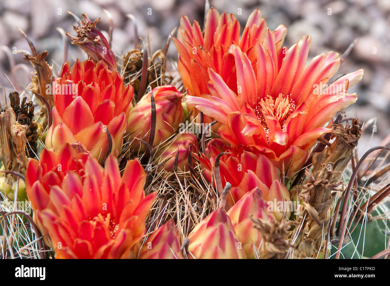 Fishhook barrel cactus hi-res stock photography and images - Alamy