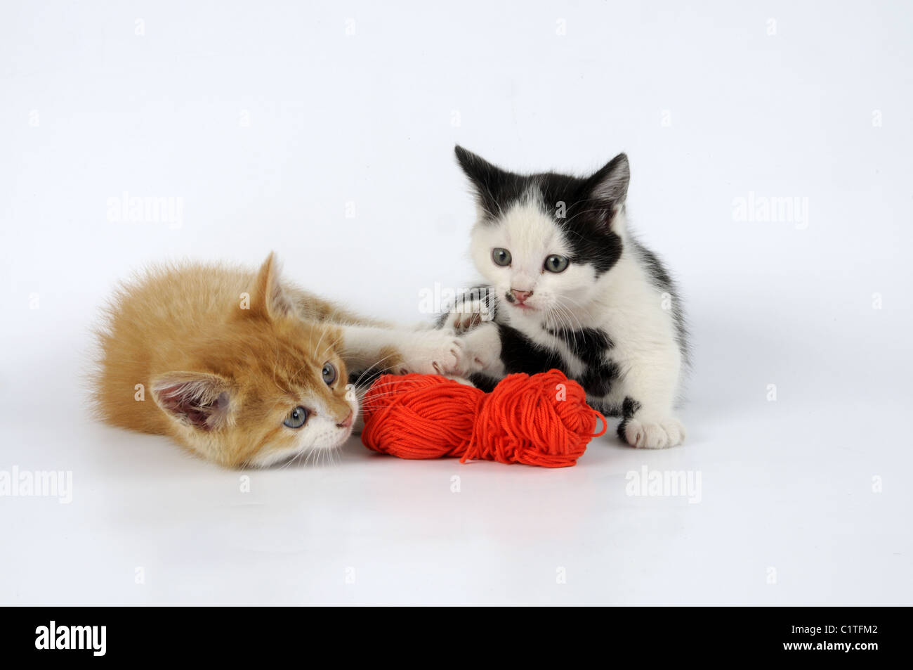 Kitten with ball of yarn Stock Photo - Alamy