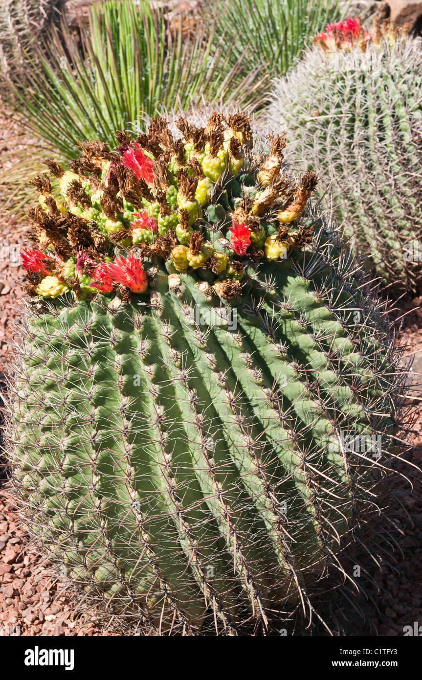 Phoenix, Arizona. Fishhook barrel Cactus at the Desert Botanical Garden ...