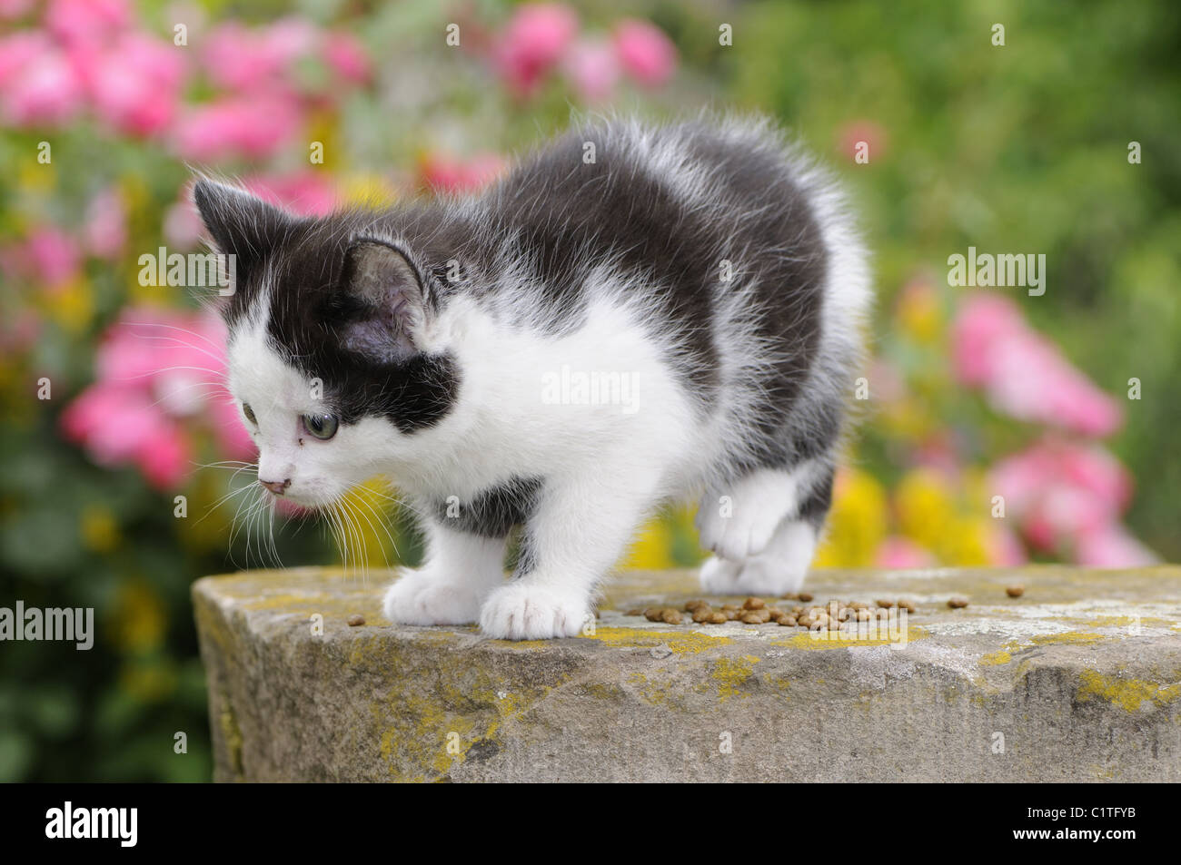 Kitten exploring outdoor Stock Photo - Alamy