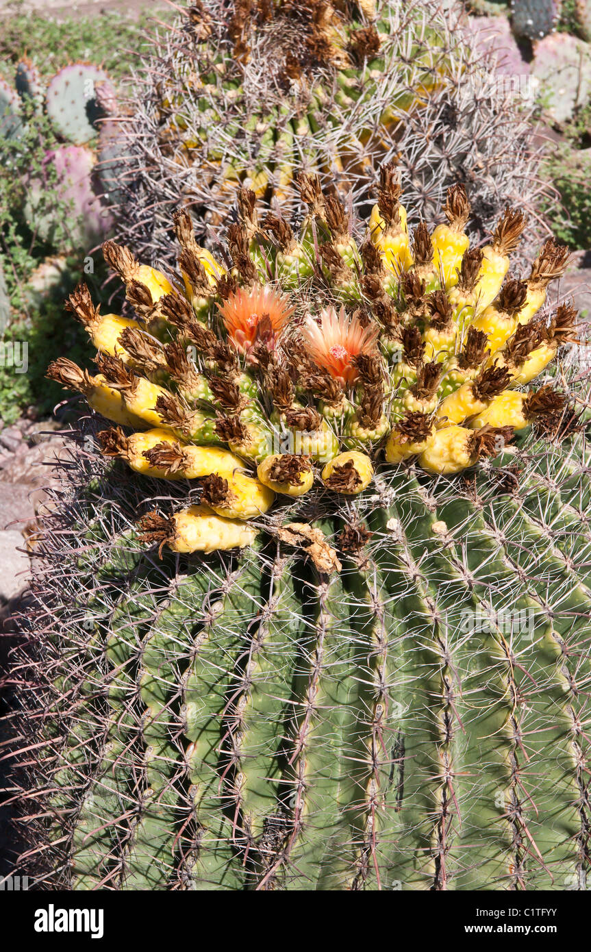 Fishhook cactus bloom hi-res stock photography and images - Alamy