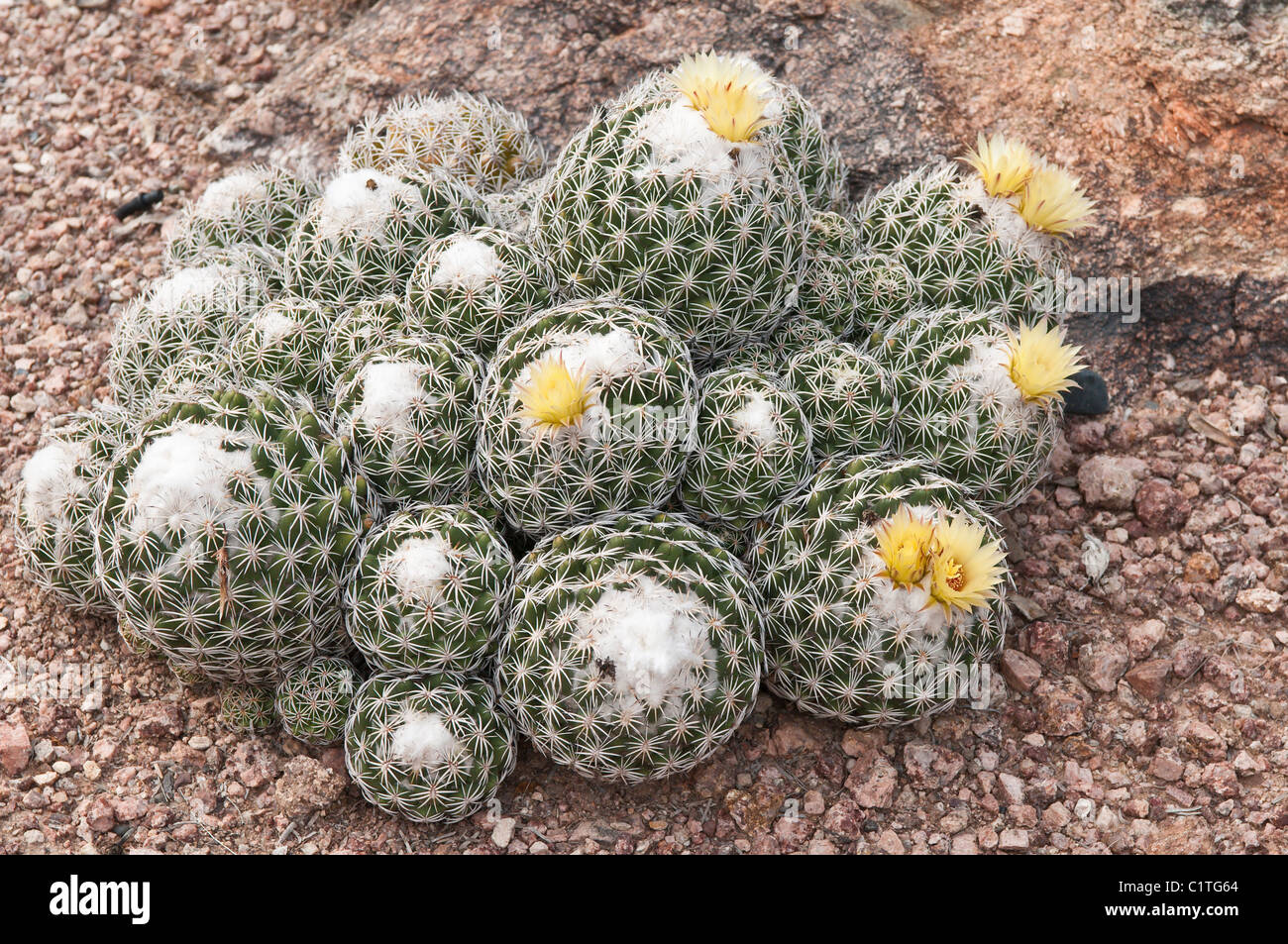 Phoenix, Arizona. Cactus at the Desert Botanical Garden Stock Photo - Alamy