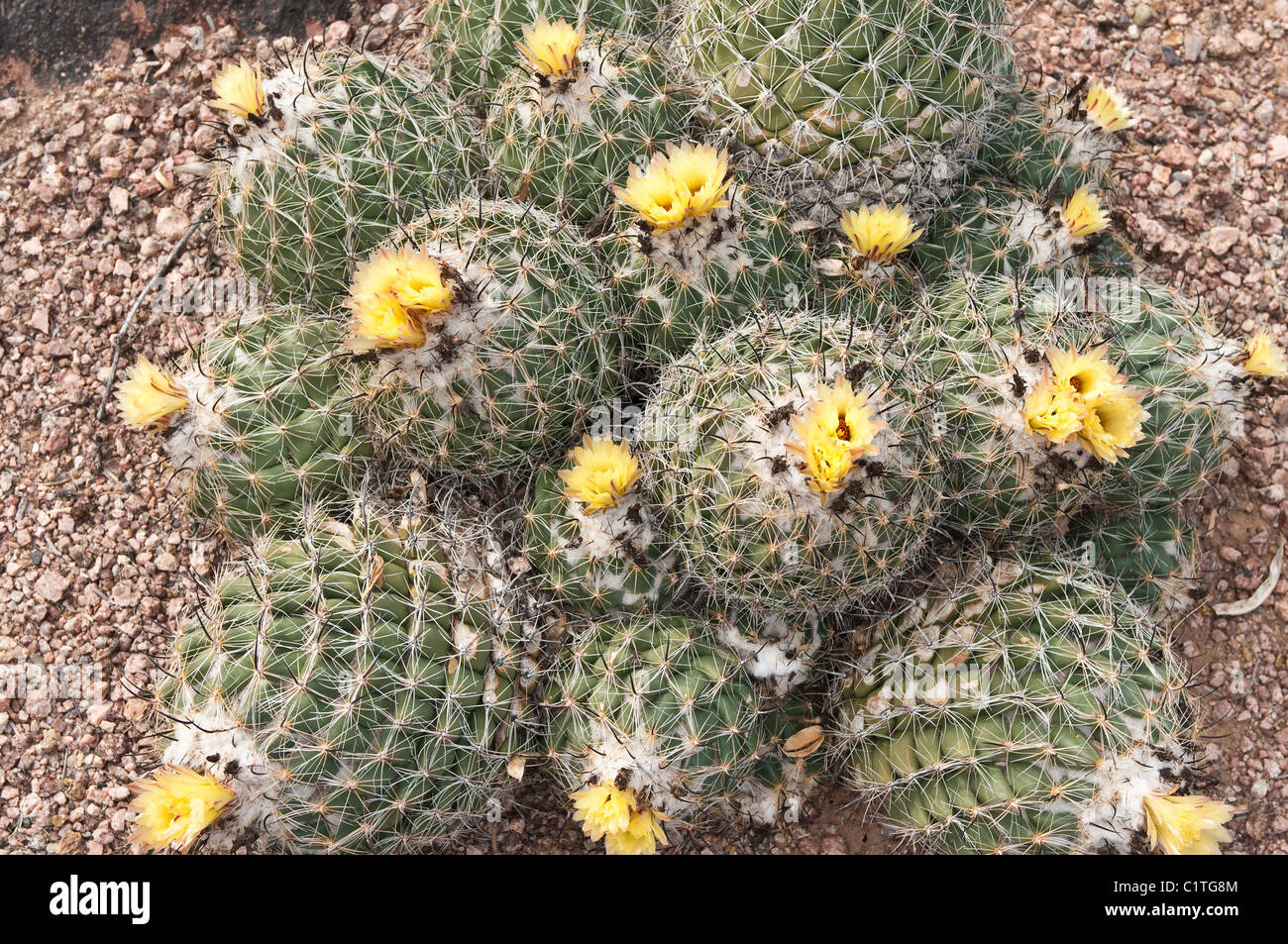 Phoenix, Arizona. Cactus at the Desert Botanical Garden Stock Photo - Alamy