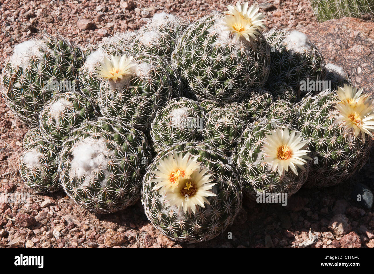 Arizona cactus hi-res stock photography and images - Alamy