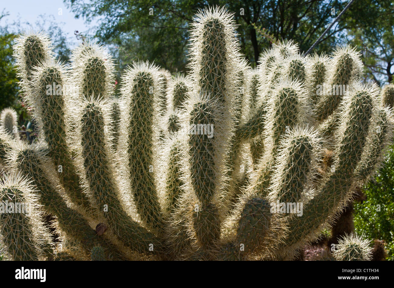 Phoenix, Arizona. Cactus at the Desert Botanical Garden Stock Photo - Alamy