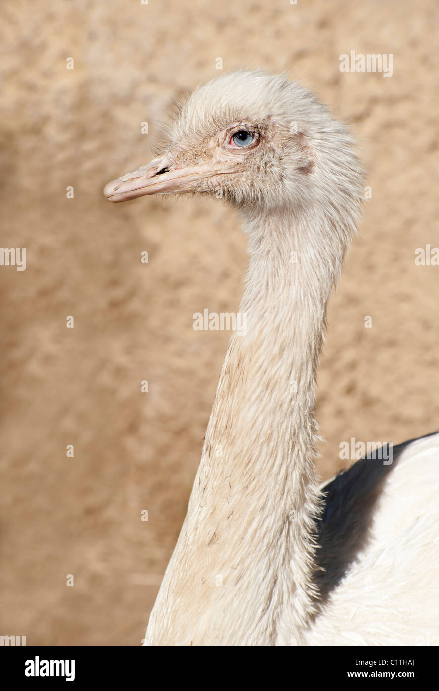 Ostrich up close hi-res stock photography and images - Alamy