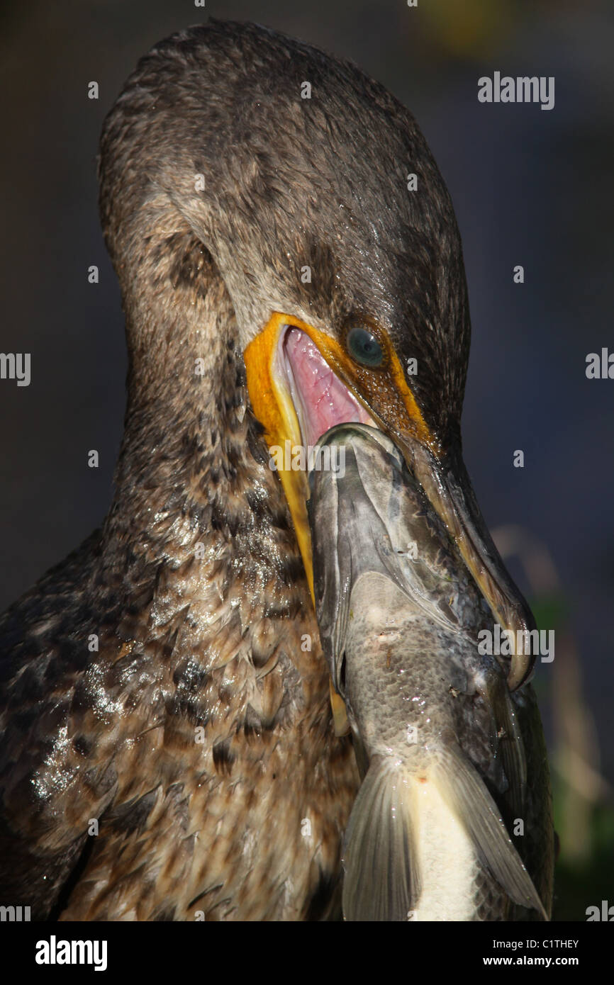 Double crested Cormorant eating fish Anhinga Trail Everglades National ...