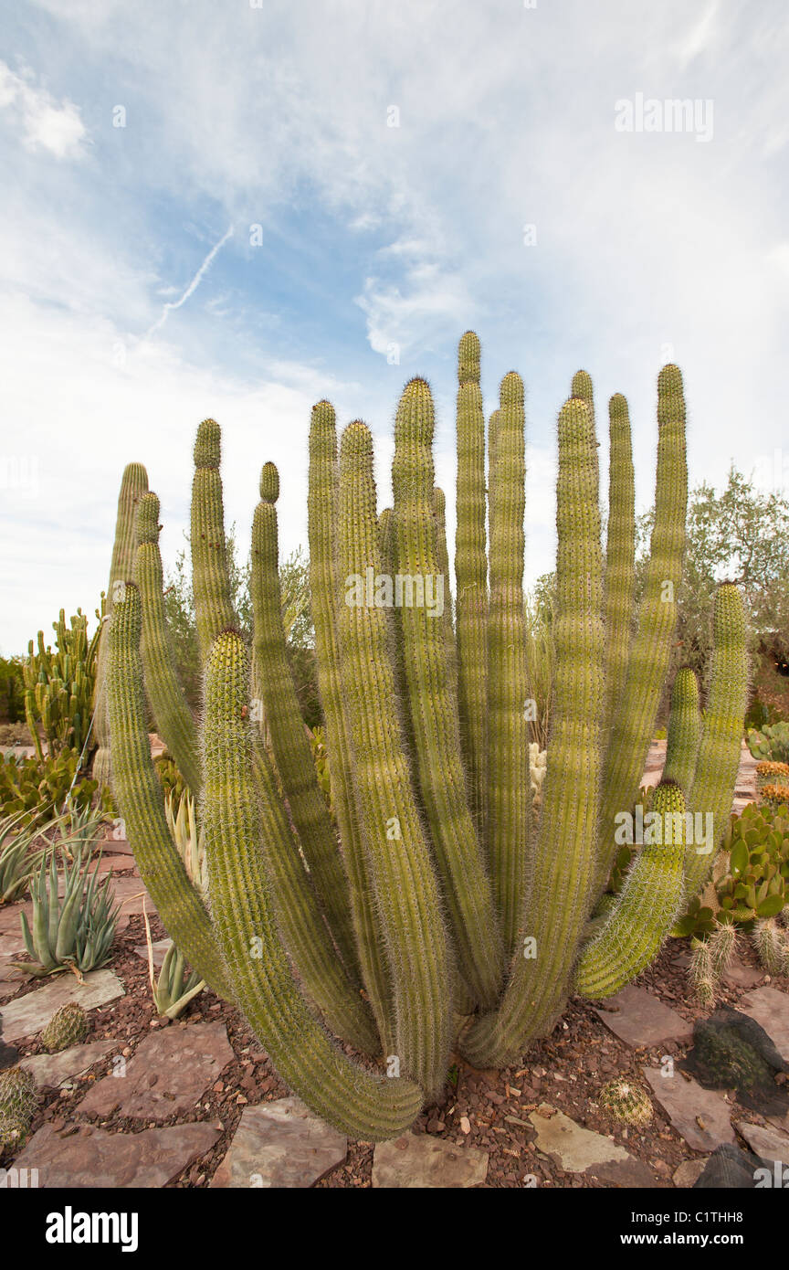 Phoenix, Arizona. Cactus at the Desert Botanical Garden Stock Photo - Alamy