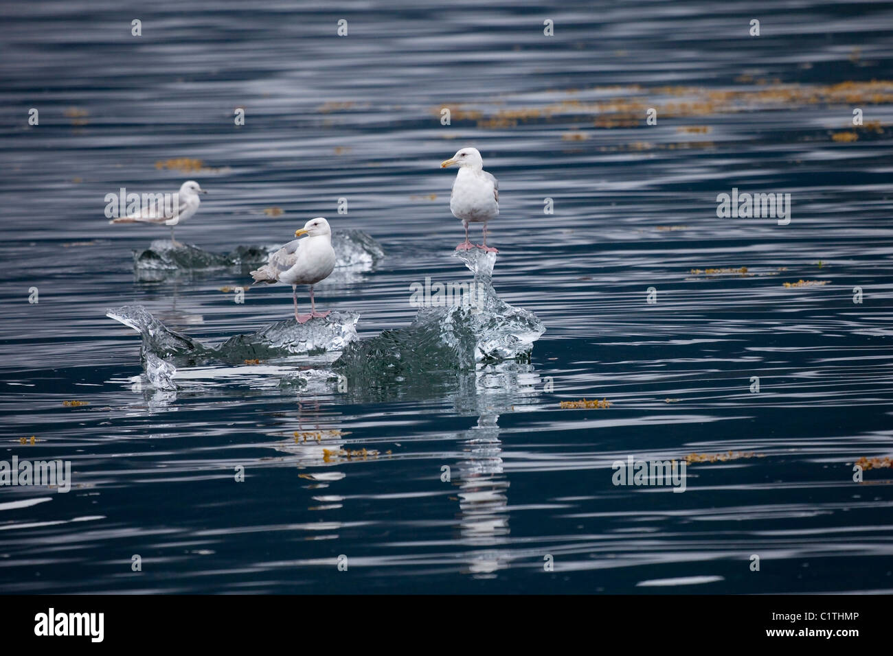 Glaucous-Winged gulls (Larus glaucescens) on ice, Endicott Arm, Alaska ...