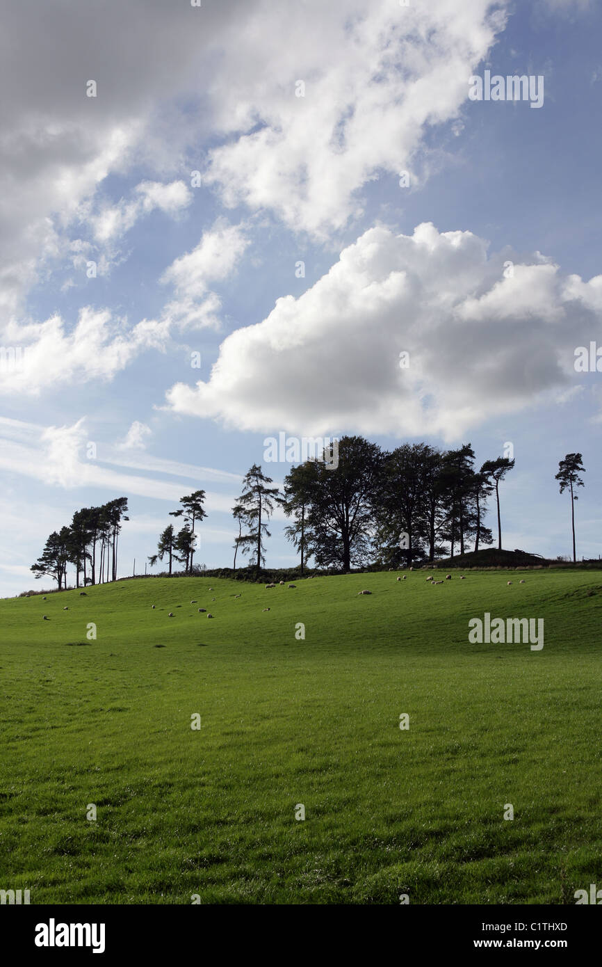 Trees on top of a hill near Holl reservoir Fife Scotland Stock Photo ...