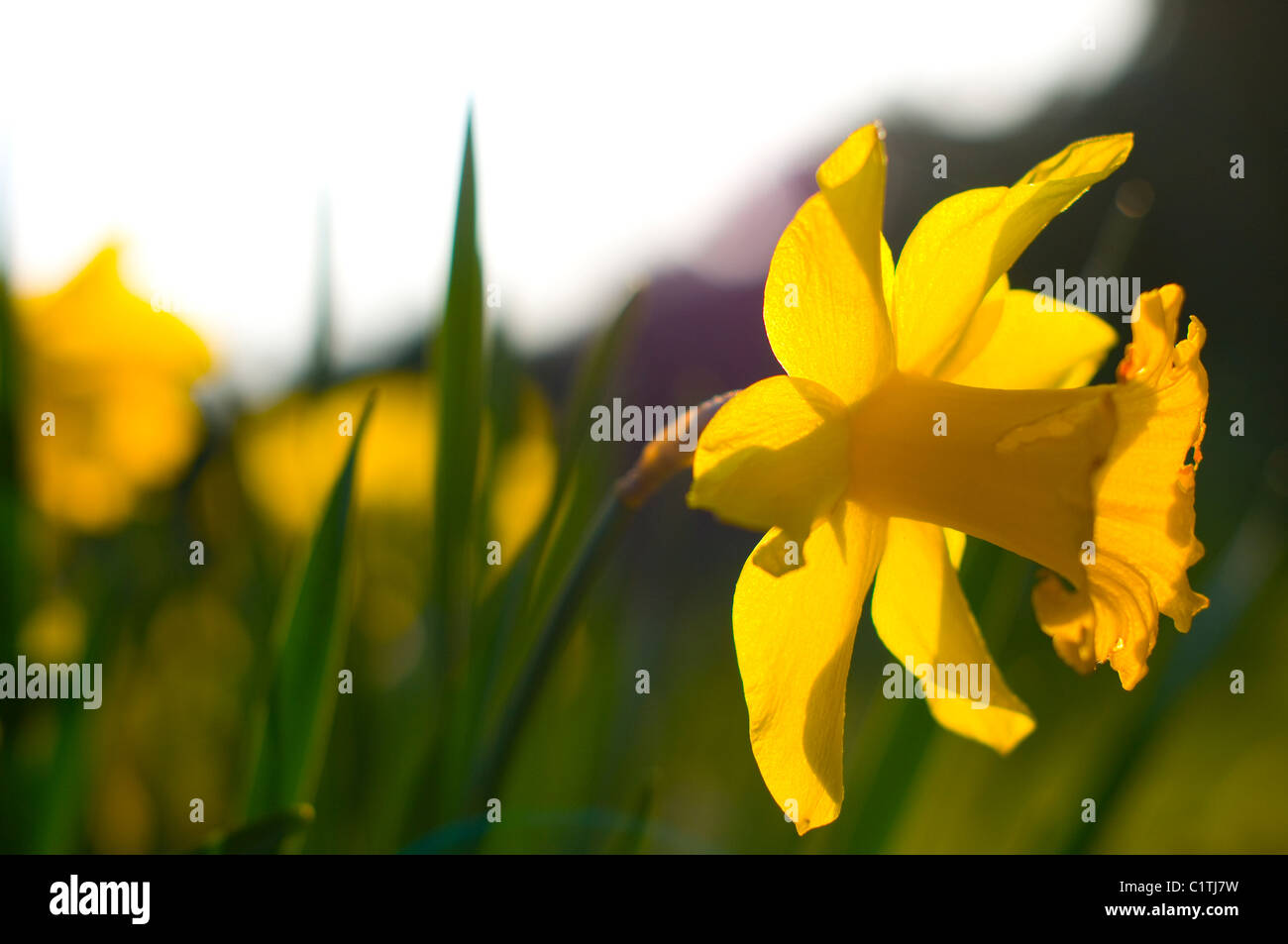 A bright yellow Daffodil in the early spring sunshine Stock Photo - Alamy