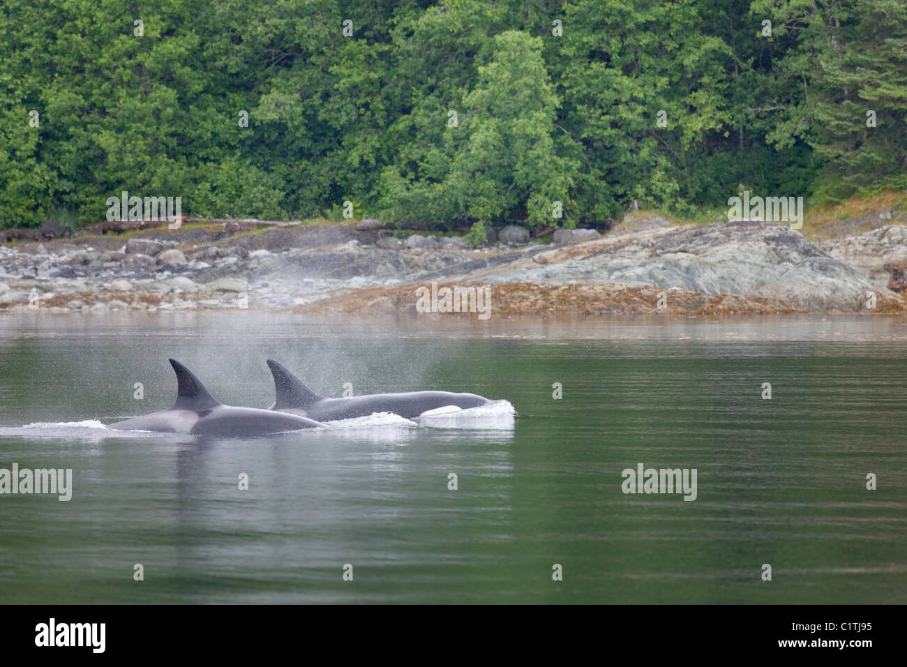 Killer whales (Orcinus orca) in the sea, Stephens Passage, Alaska, USA ...