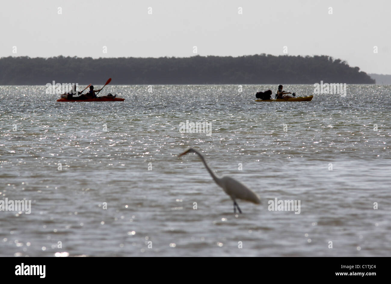 Kayaker great egret Flamingo Point Everglades National Park Florida ...