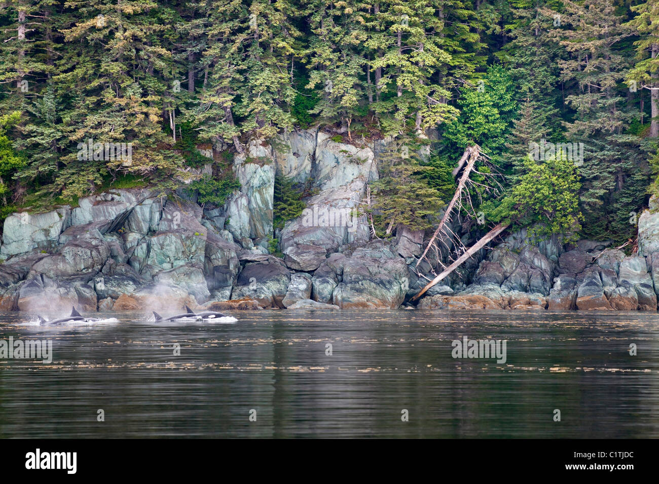 Killer whales (Orcinus orca) in the sea, Stephens Passage, Alaska, USA ...