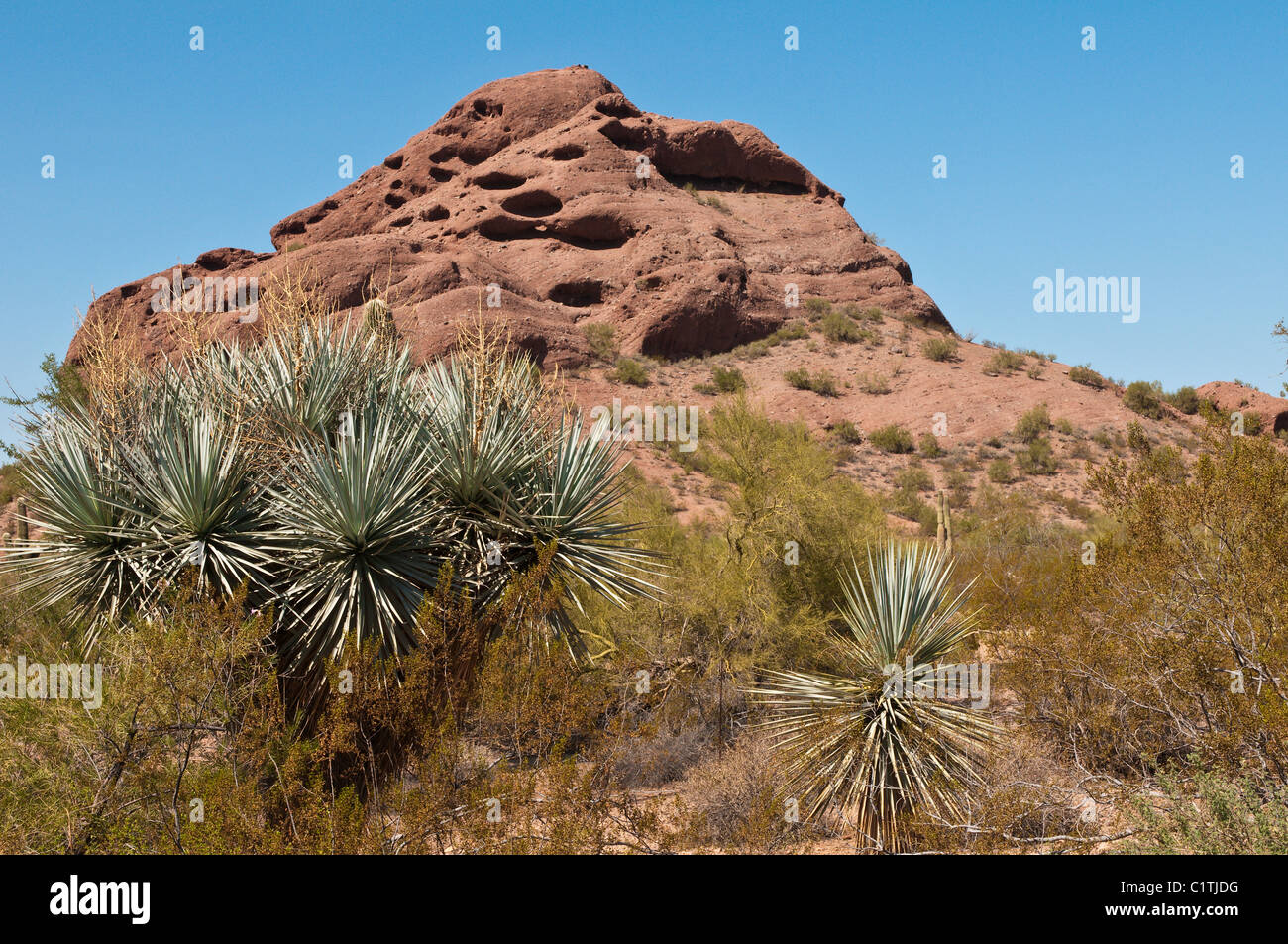Phoenix, Arizona. Cactus at the Desert Botanical Garden Stock Photo - Alamy