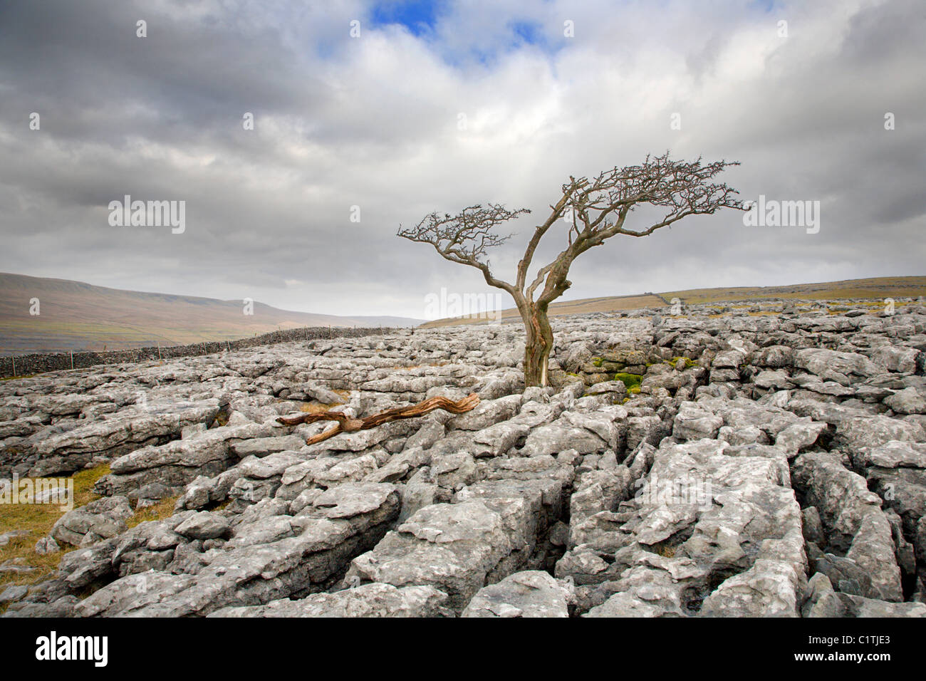 Lone Tree on Twisleton Scar near Ingleton Yorkshire England Stock Photo ...