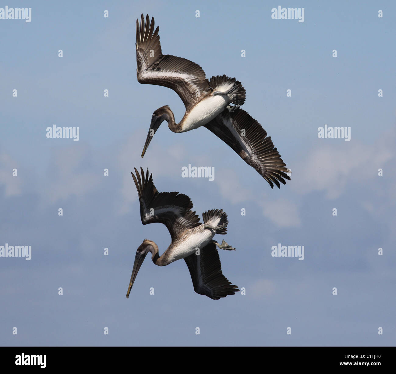 Pelican diving hi-res stock photography and images - Alamy