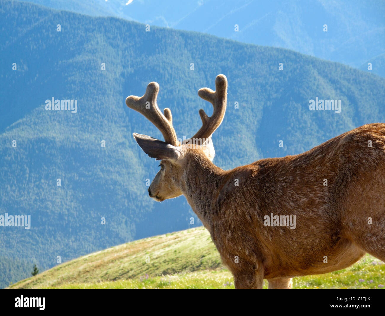USA, Washington, Olympic National Park, Hurricane Ridge, buck deer ...