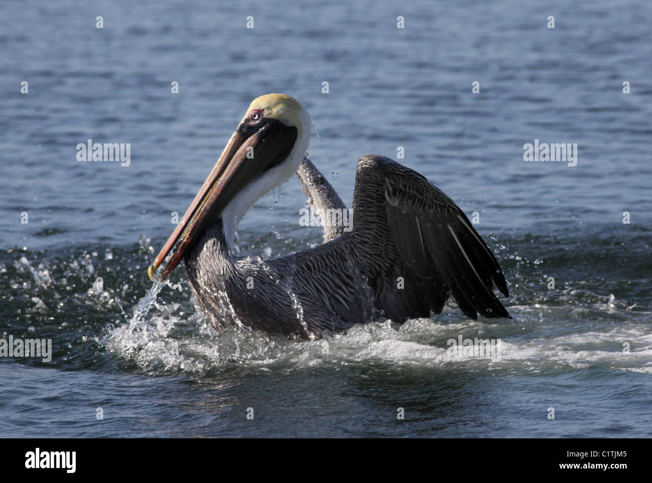 Brown pelican diving Biscayne bay National Park Florida Stock Photo - Alamy