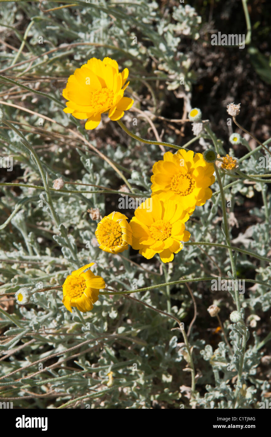 Garden marigold hi-res stock photography and images - Alamy