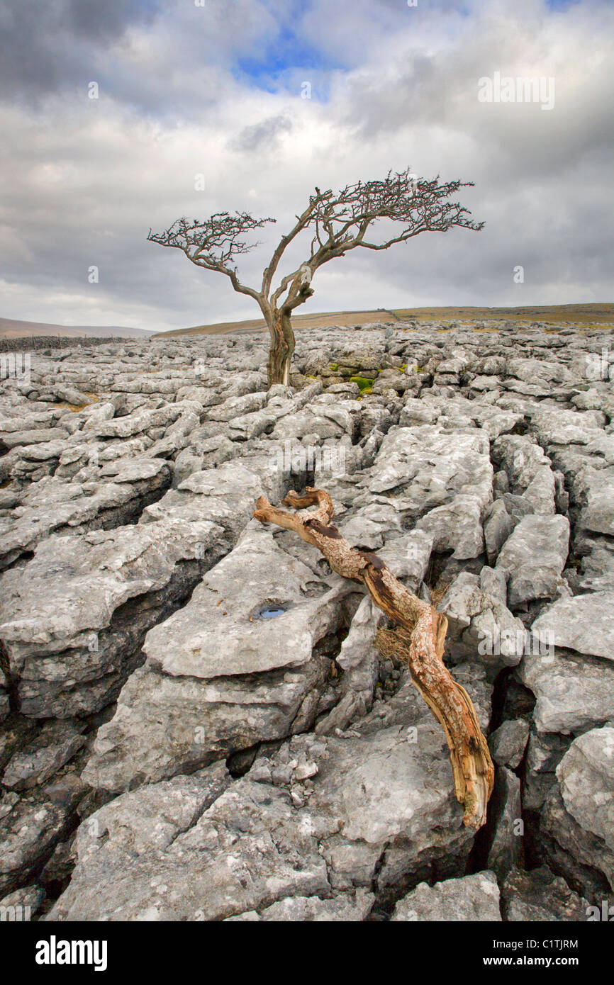 Dark lone tree landscape hi-res stock photography and images - Alamy