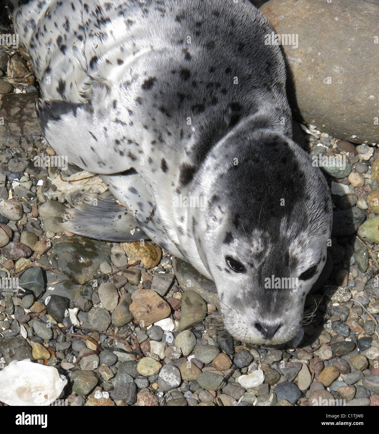 Harbor Seal Pup Stock Photo - Alamy