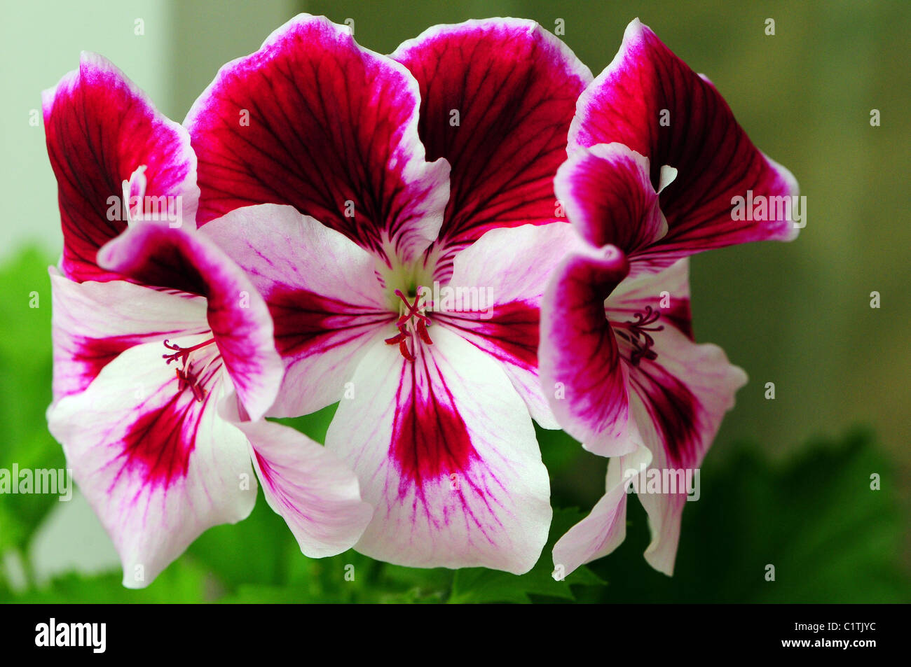 Geraniums garden hi-res stock photography and images - Alamy