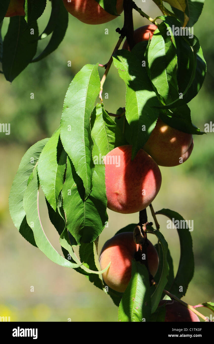 Peach farms in france hi-res stock photography and images - Alamy