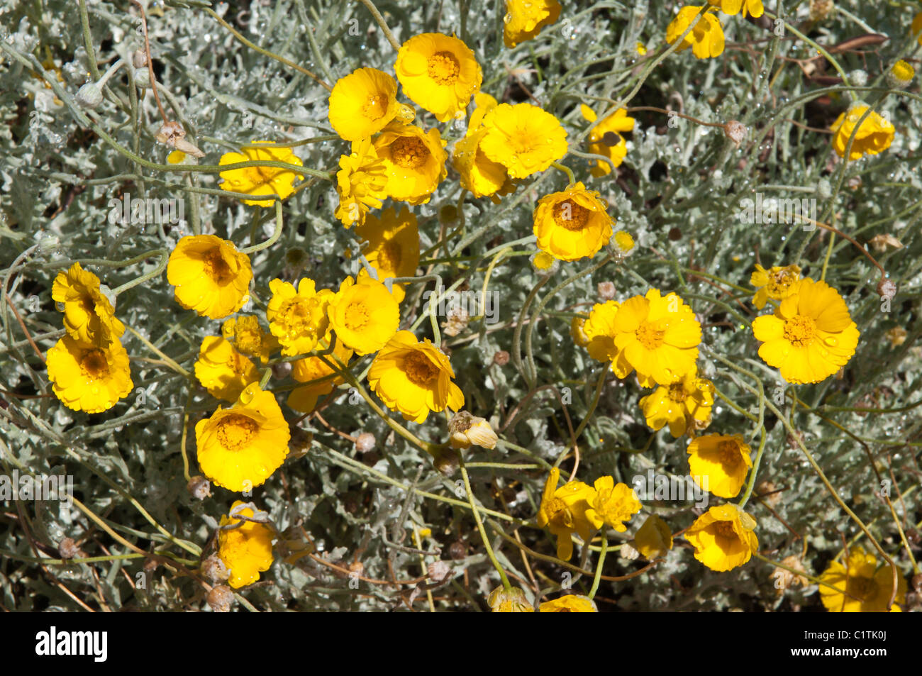 Phoenix, Arizona. Desert marigold at the Desert Botanical Garden Stock ...