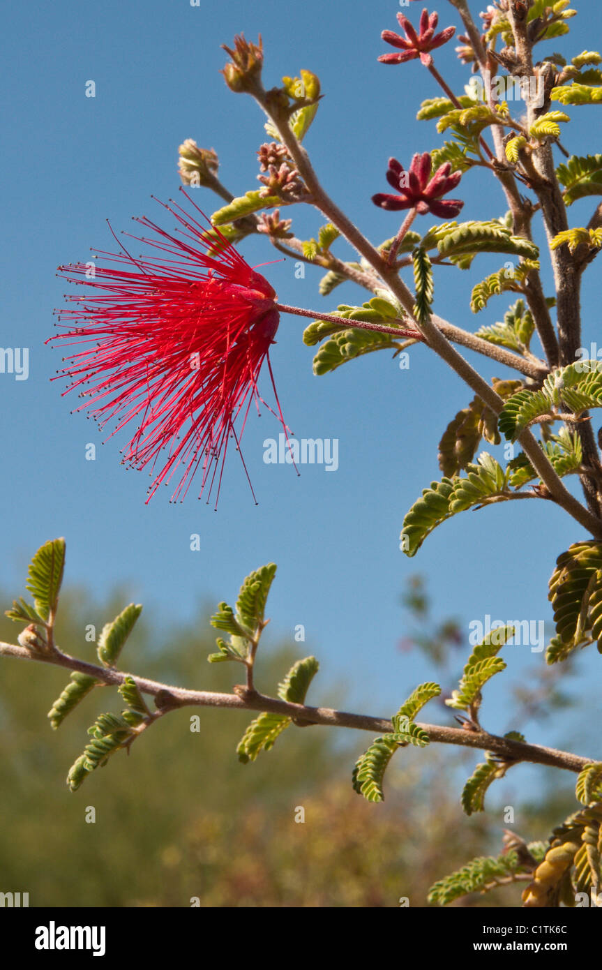 Phoenix, Arizona. Red Fairy Duster at the Desert Botanical Garden Stock ...