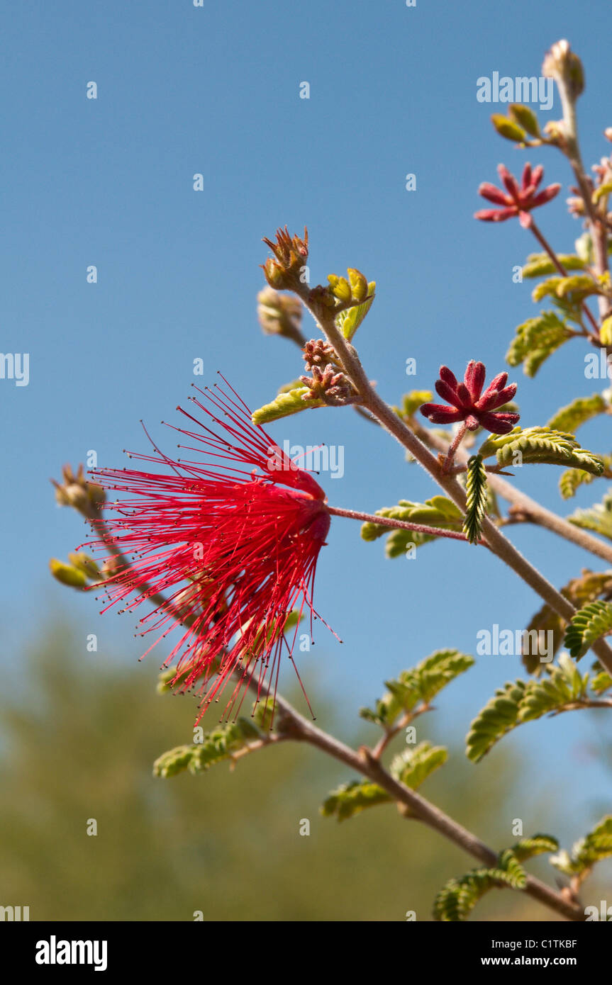 Phoenix, Arizona. Red Fairy Duster at the Desert Botanical Garden Stock ...
