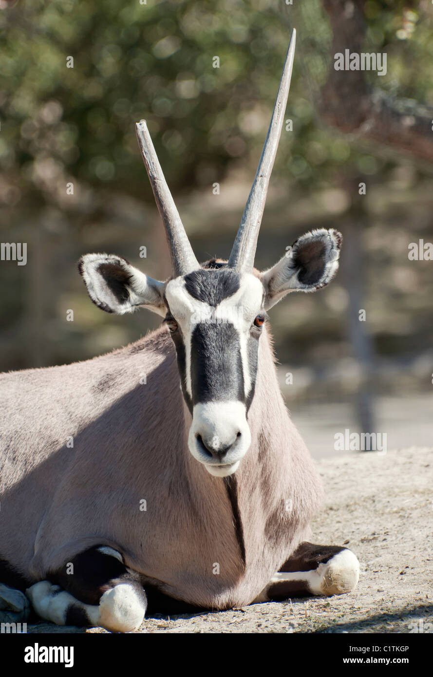 Scimitar horned oryx horns hi-res stock photography and images - Alamy