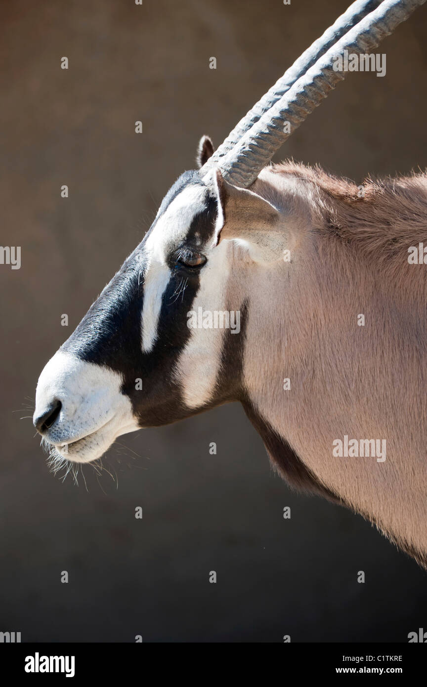 Curved scimitar hi-res stock photography and images - Alamy