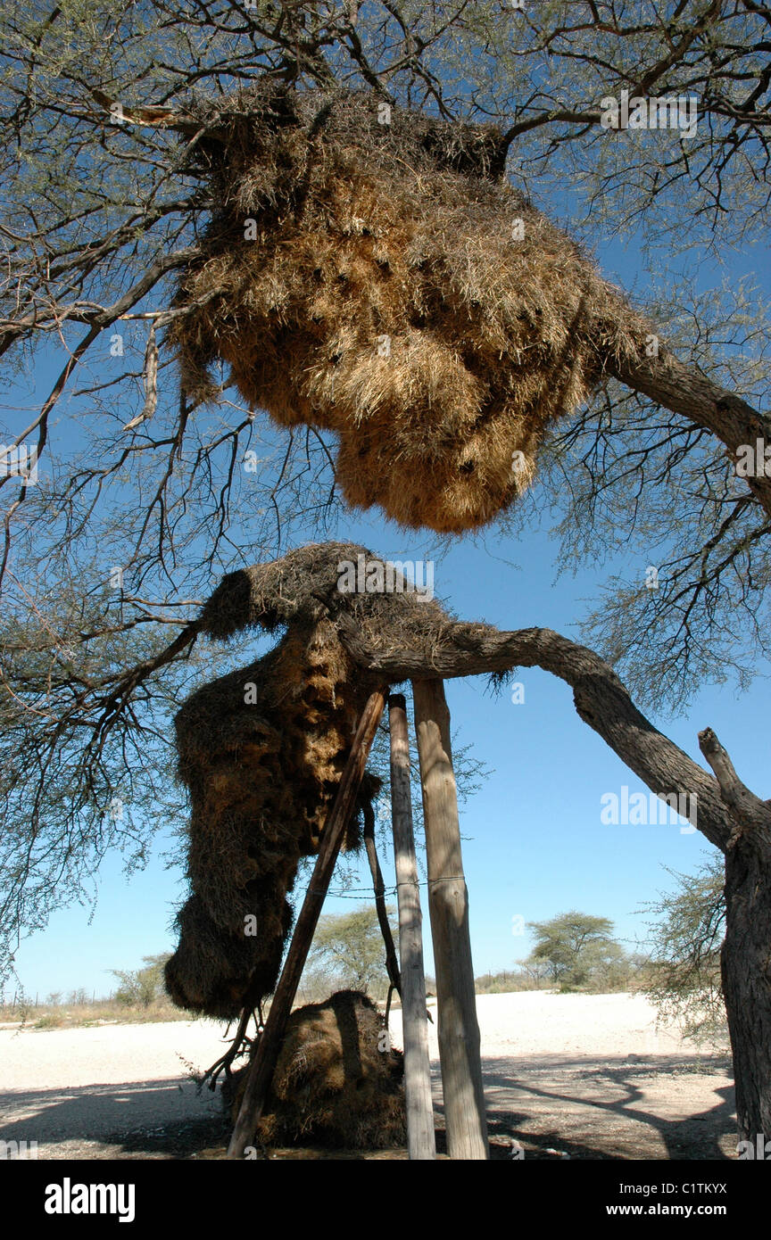 Weaver bird nest hi-res stock photography and images - Alamy