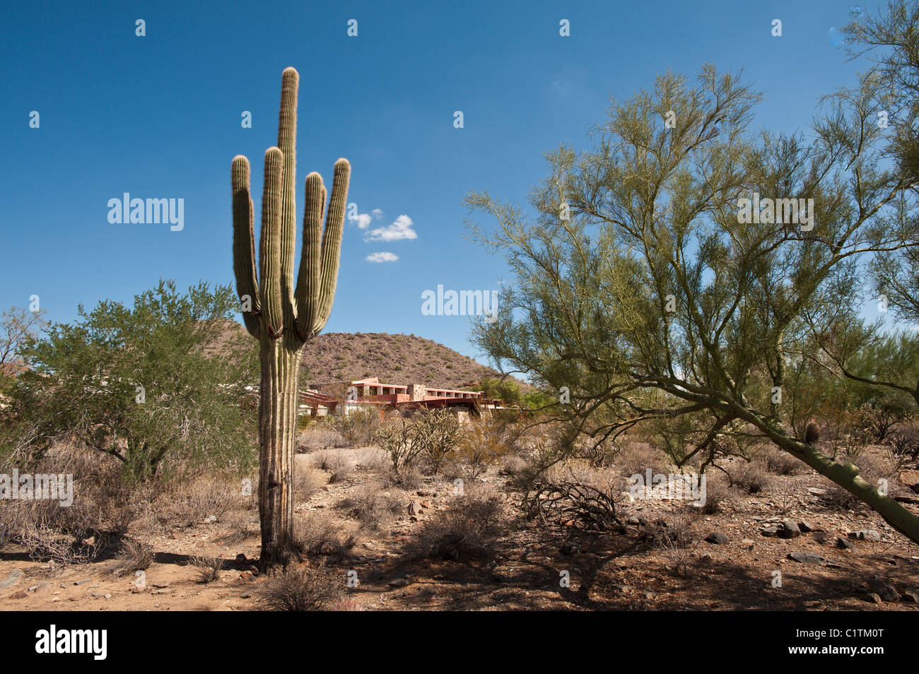Saguaro cactus at Taliesin West, Frank Lloyd Wright winter home ...