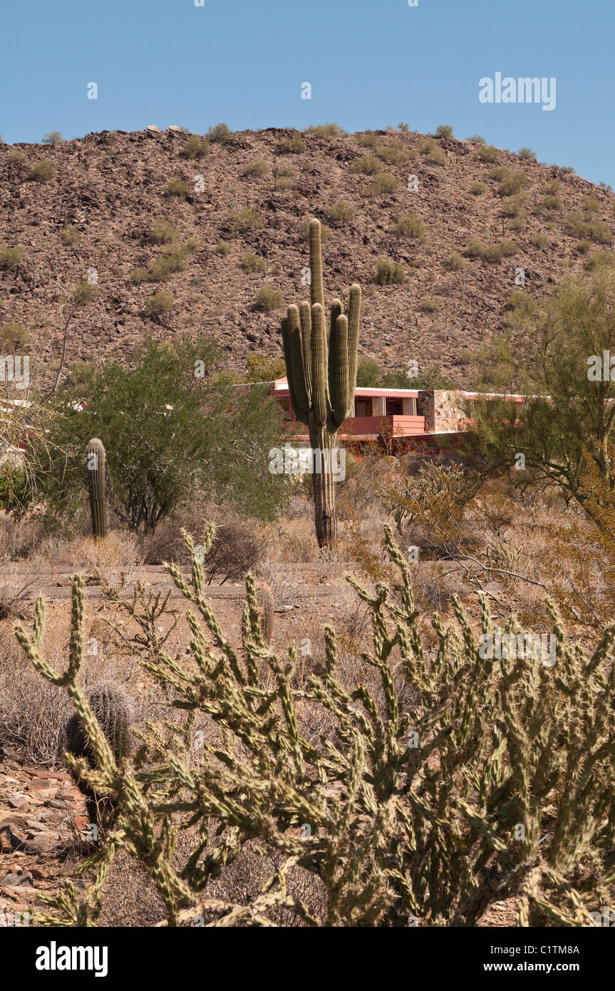 Saguaro cactus at Taliesin West, Frank Lloyd Wright winter home ...