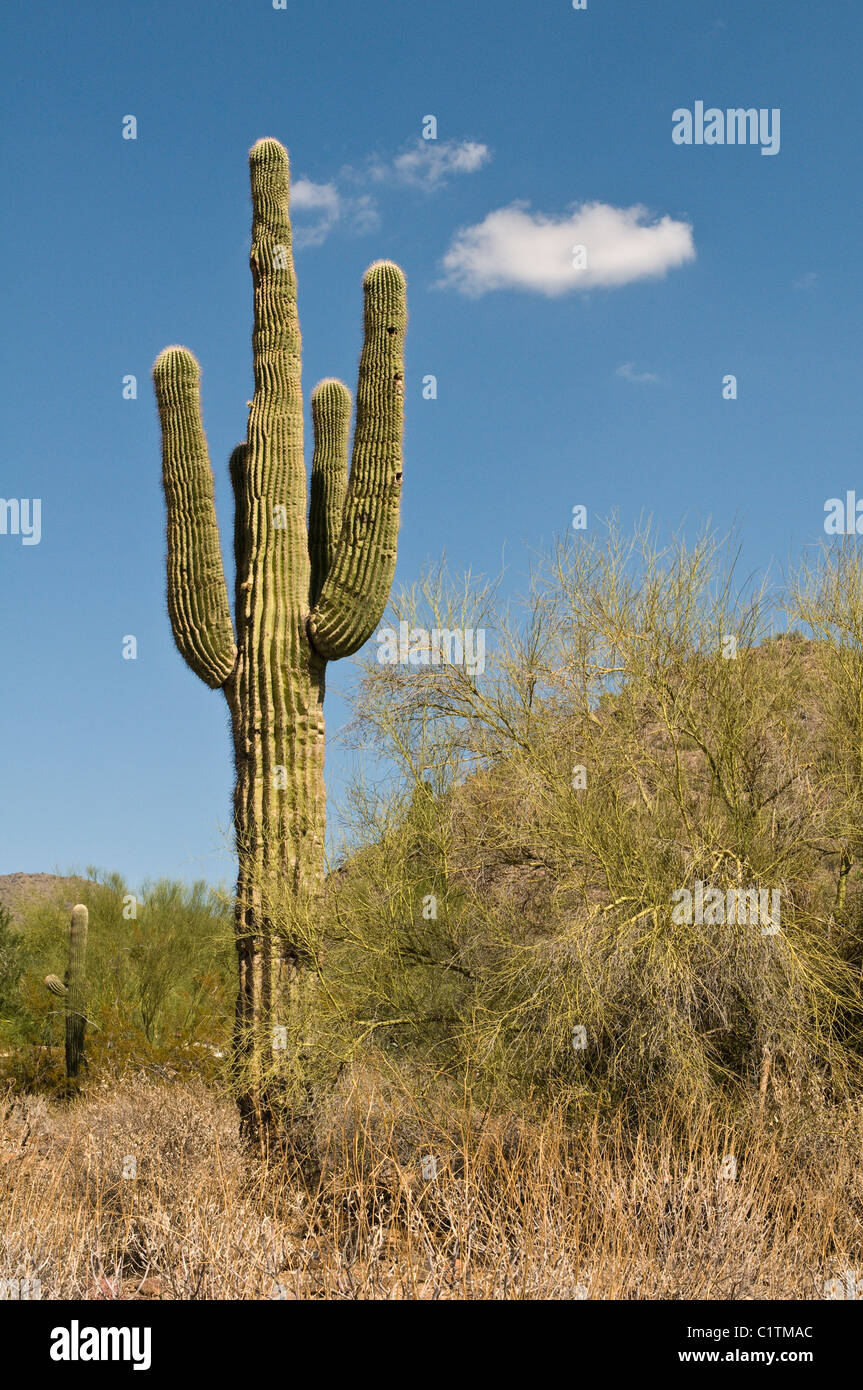Scottsdale, Arizona. Saguaro cactus at Taliesin West, Frank Lloyd ...