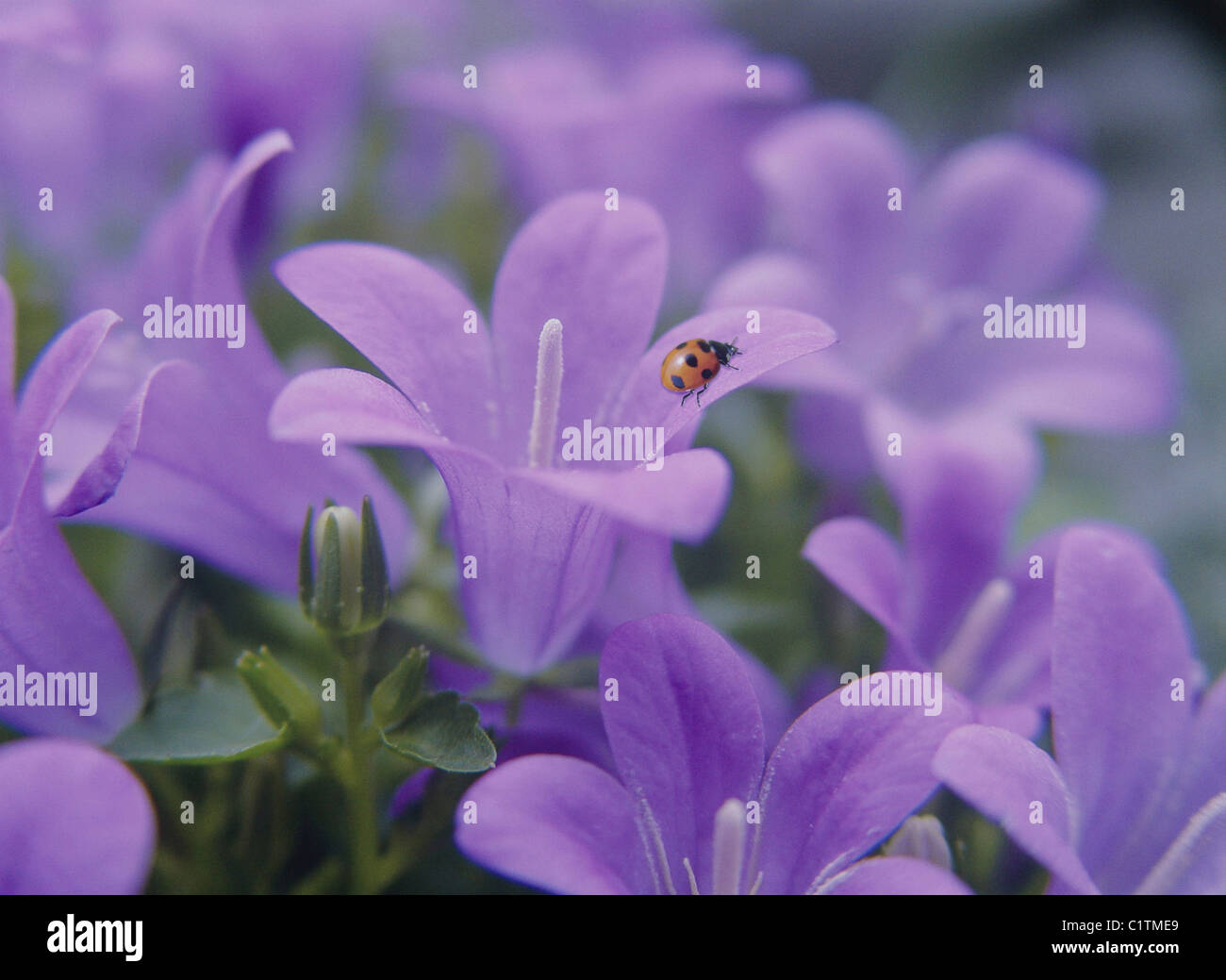 Ladybug on flower hi-res stock photography and images - Alamy