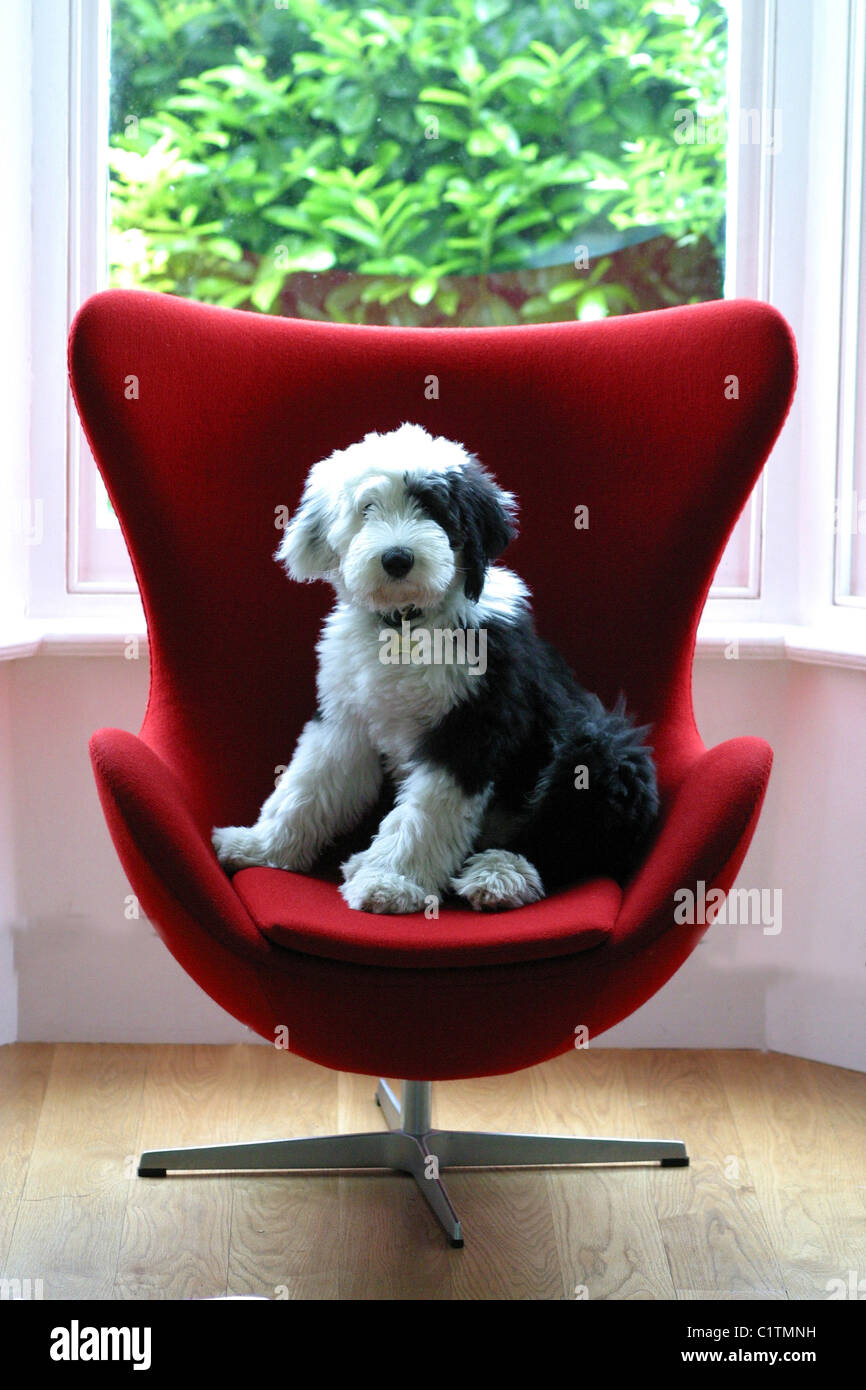 Puppy sitting in red chair Stock Photo - Alamy